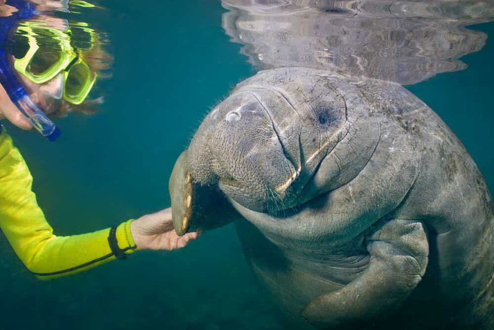 Conservation - EcoTourism
