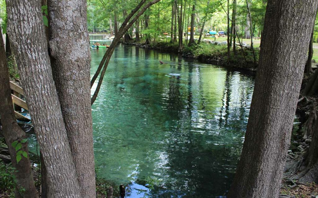 The Best Things To Do in Florida Spring 2024 | Ecotourism FL