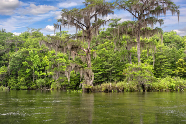 Wakulla River - EcoTourism